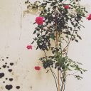 Bora Ćosić – intervju - Tamara Nikčević, Bora Ćosić - Peščanik